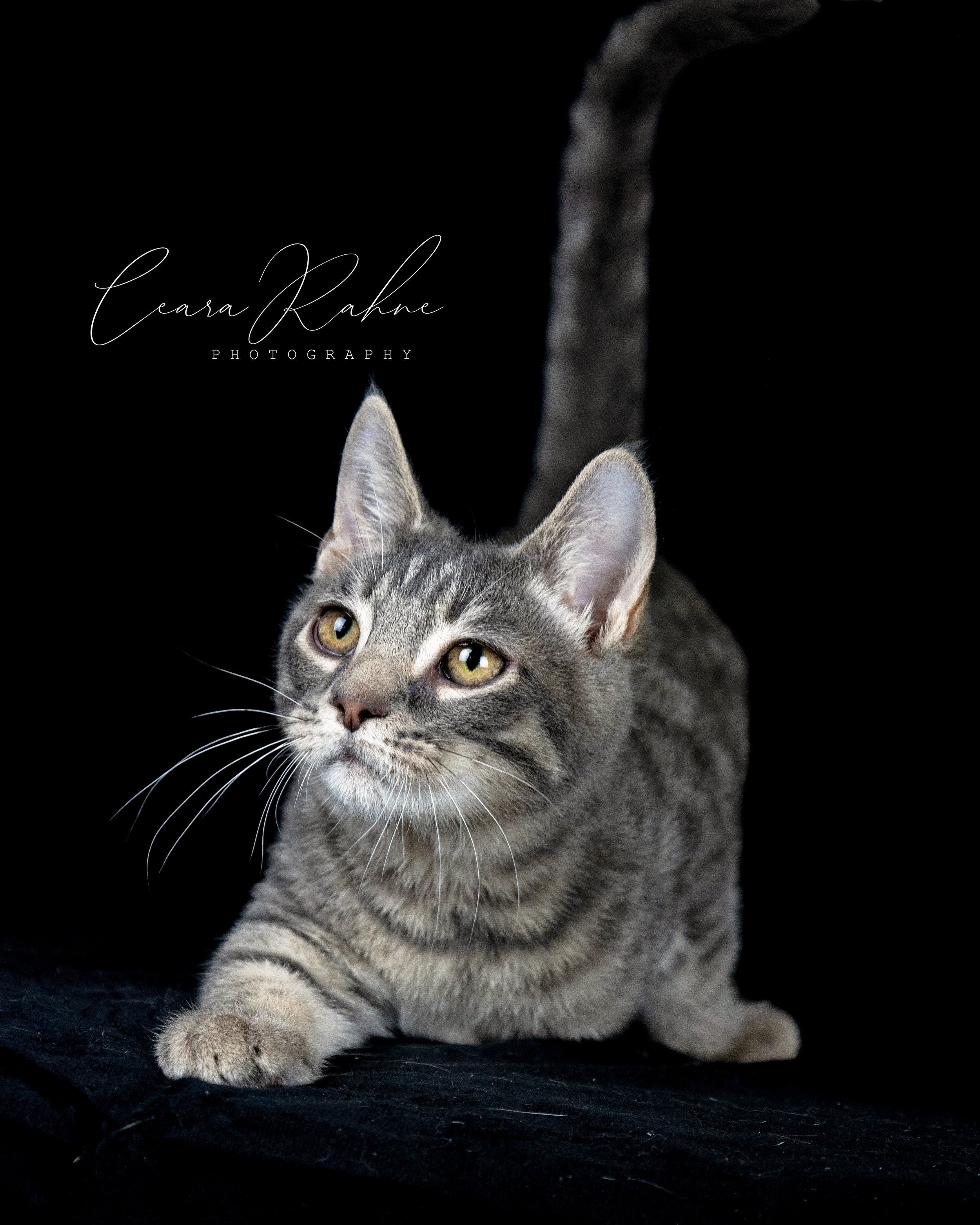 Cats for Adoption — Calla's Critter Rescue