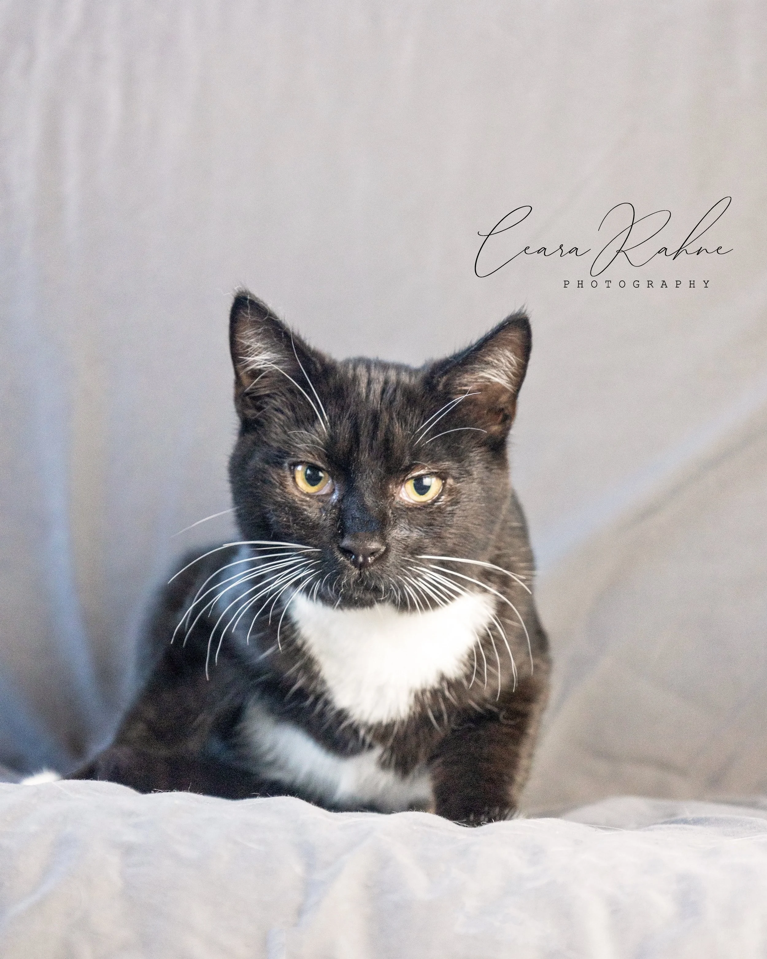 Cats for Adoption — Calla's Critter Rescue