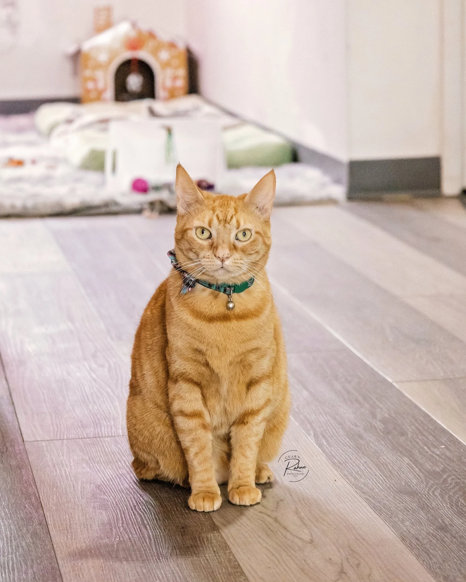 Cats for Adoption — Calla's Critter Rescue