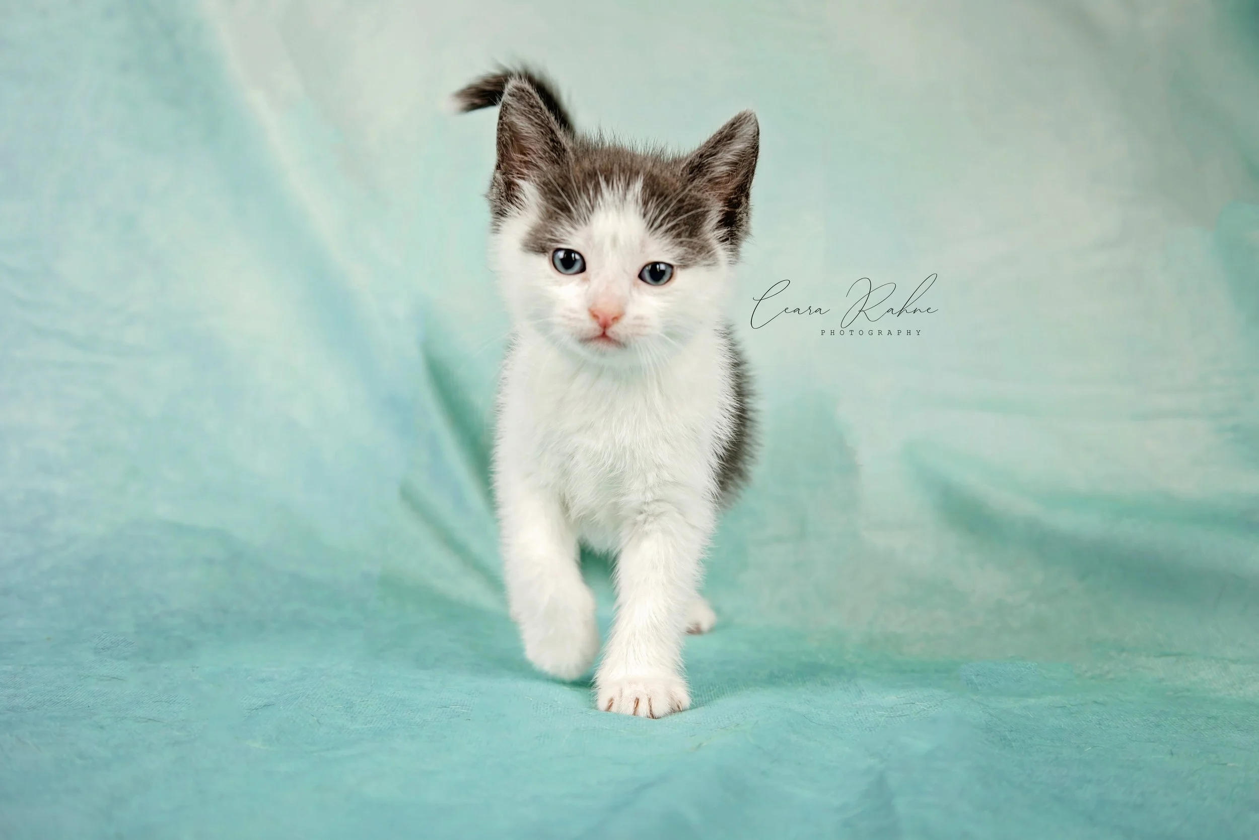 Cats for Adoption — Calla's Critter Rescue