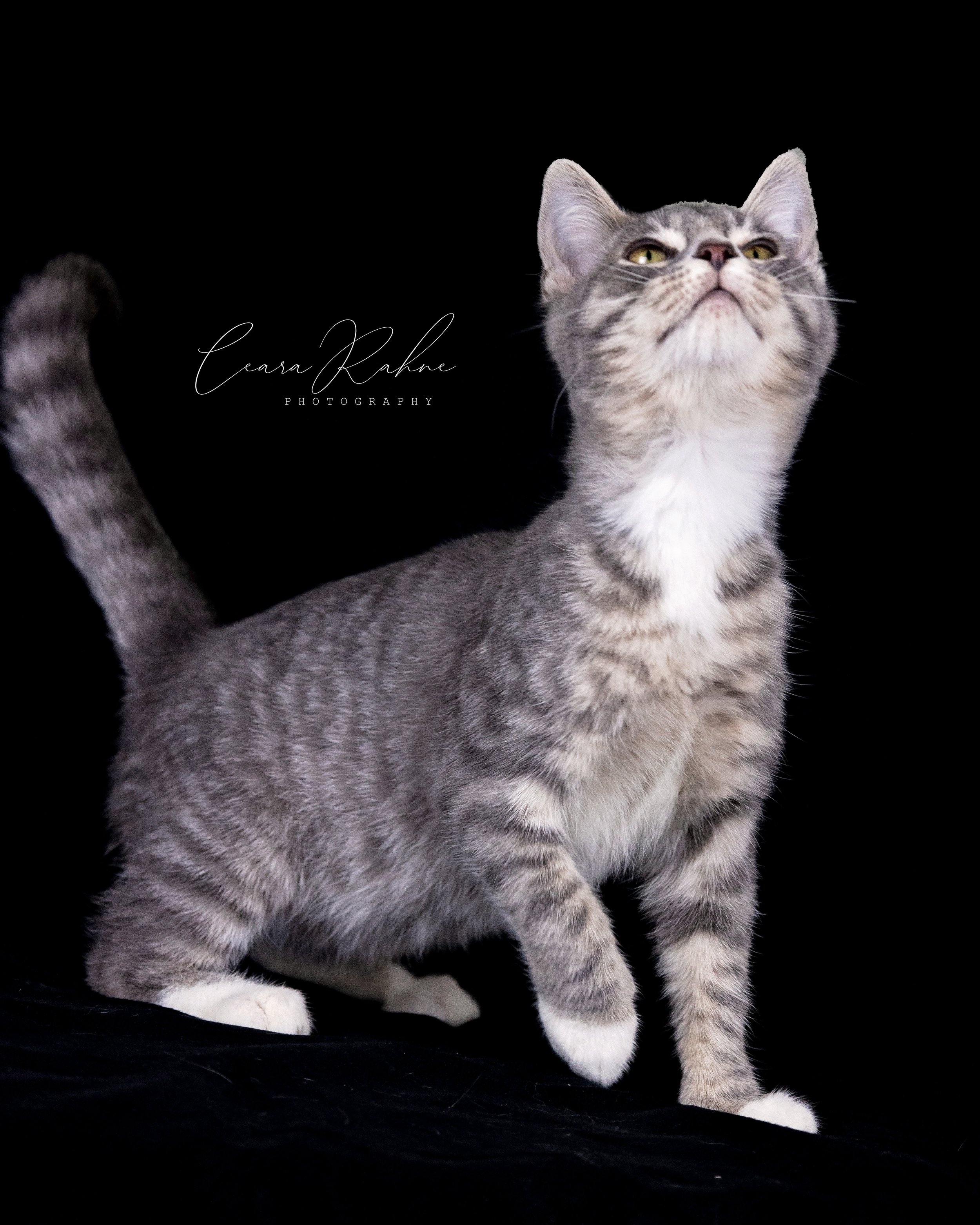 Cats for Adoption — Calla's Critter Rescue