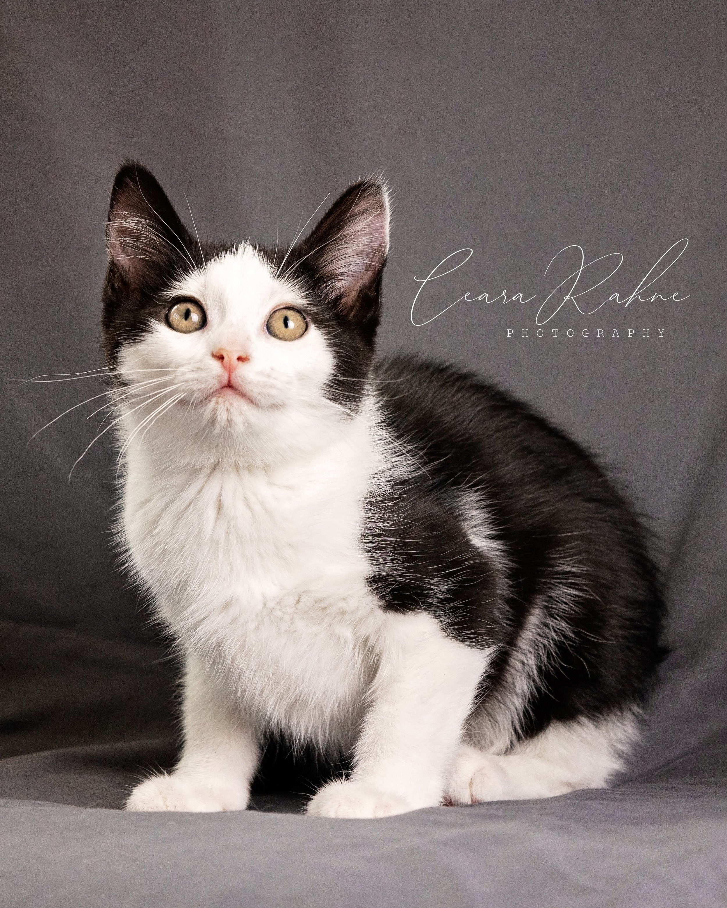 Cats for Adoption — Calla's Critter Rescue