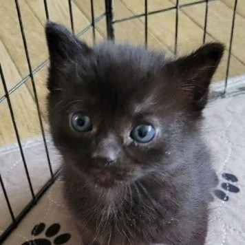 Cats for Adoption — Calla's Critter Rescue