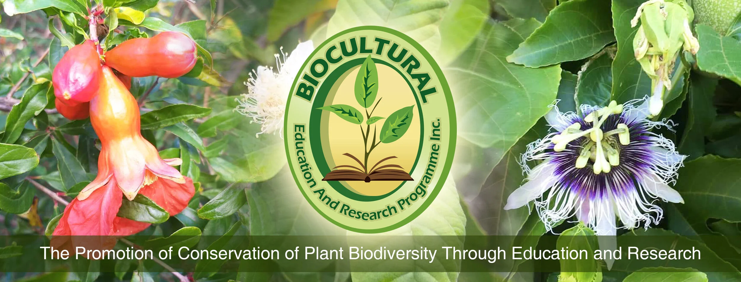 Under the Breadfruit Tree — Biocultural Education Research Programme