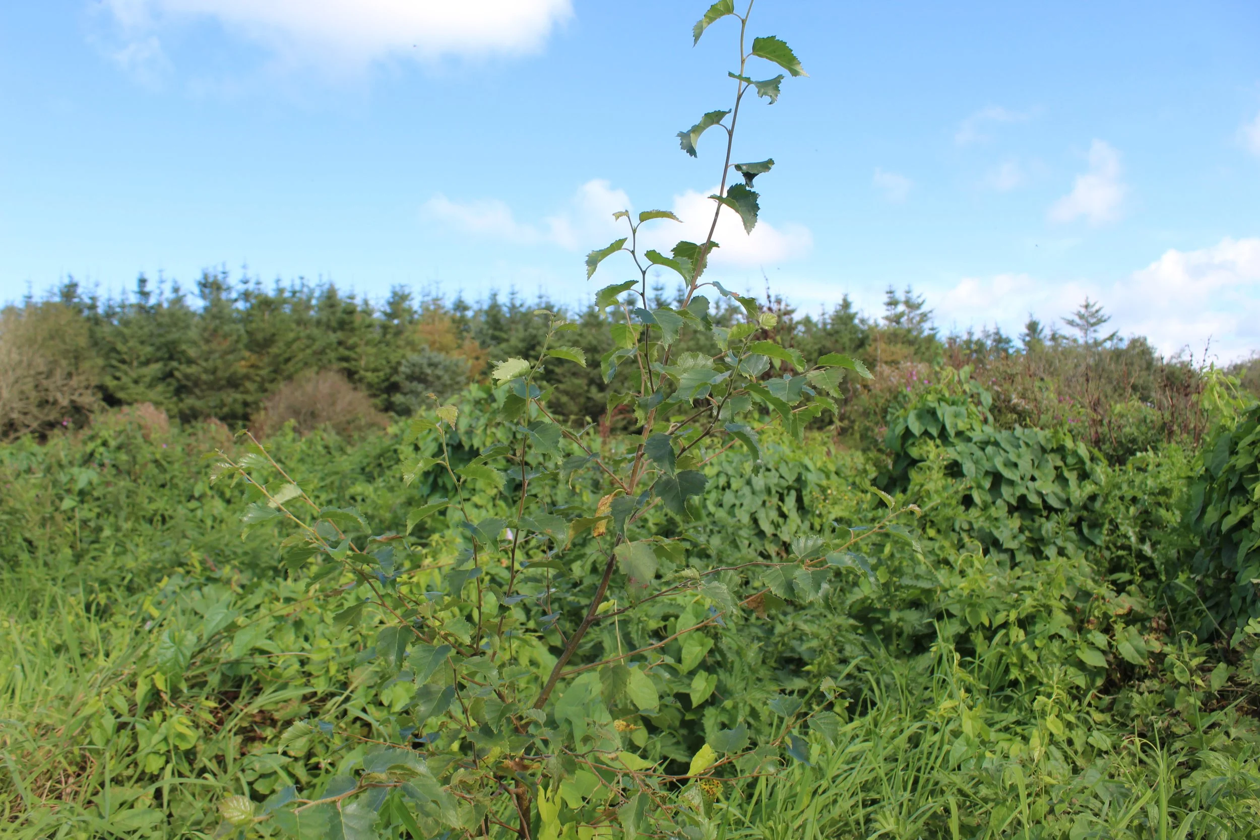 Discover the Hidden Treasures of Europe's Rainforests: The Atlantic ...