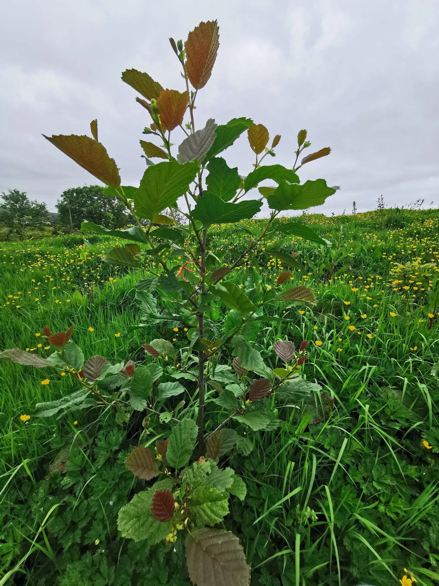 Plant a Memorial Tree in Ireland | Irish-American Heritage Gift ...