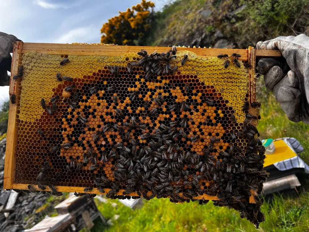 How Native Irish Honey Bees Make Honey & How Beekeepers Extract It ...
