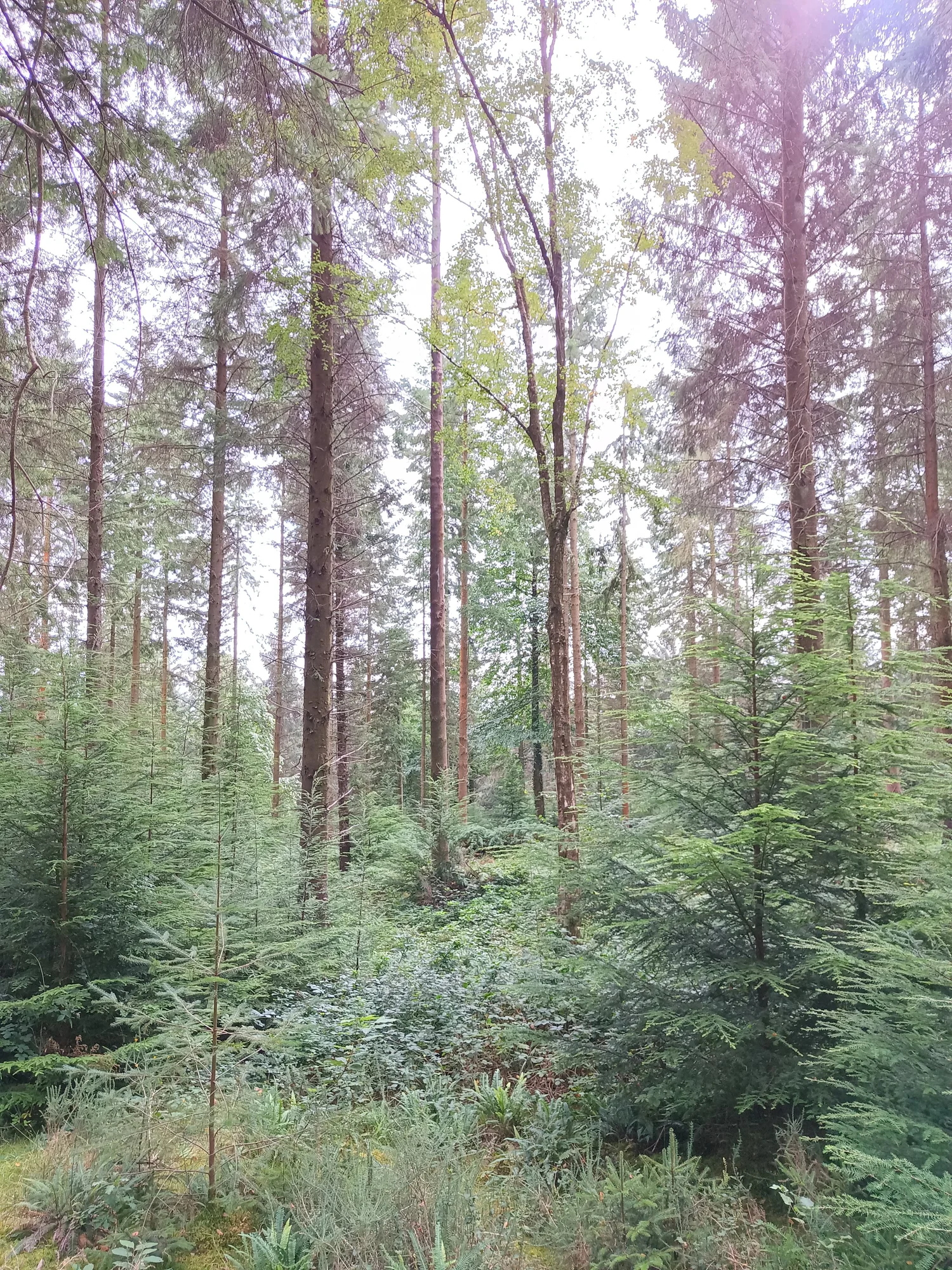 Continuous Cover Forestry in Cloragh Forest — Cloudforests