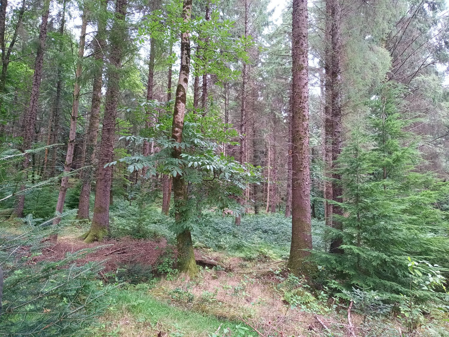 Continuous Cover Forestry in Cloragh Forest — Cloudforests