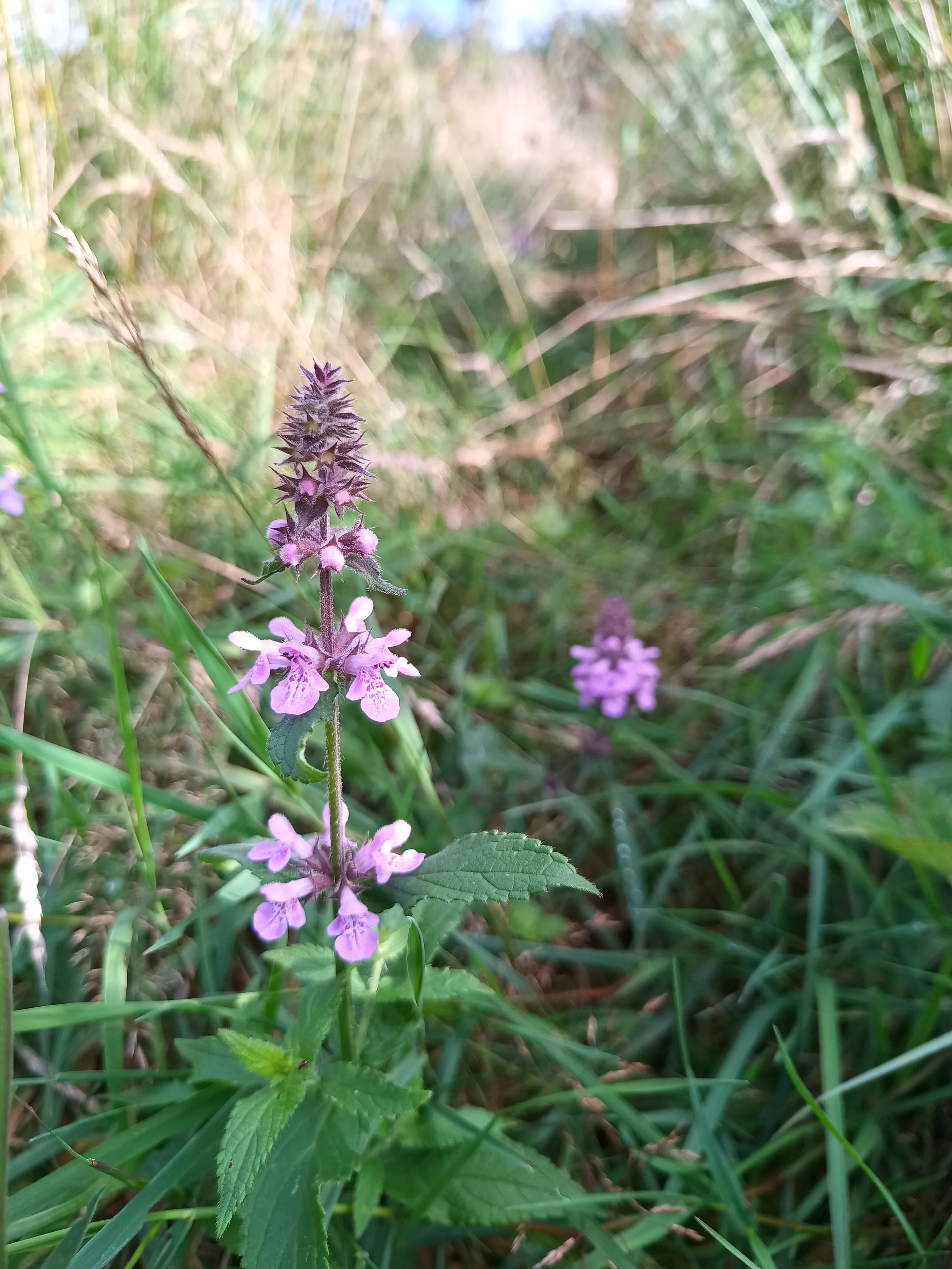 Wildflowers | Discover Wildflowers – Support Conservation — Cloudforests
