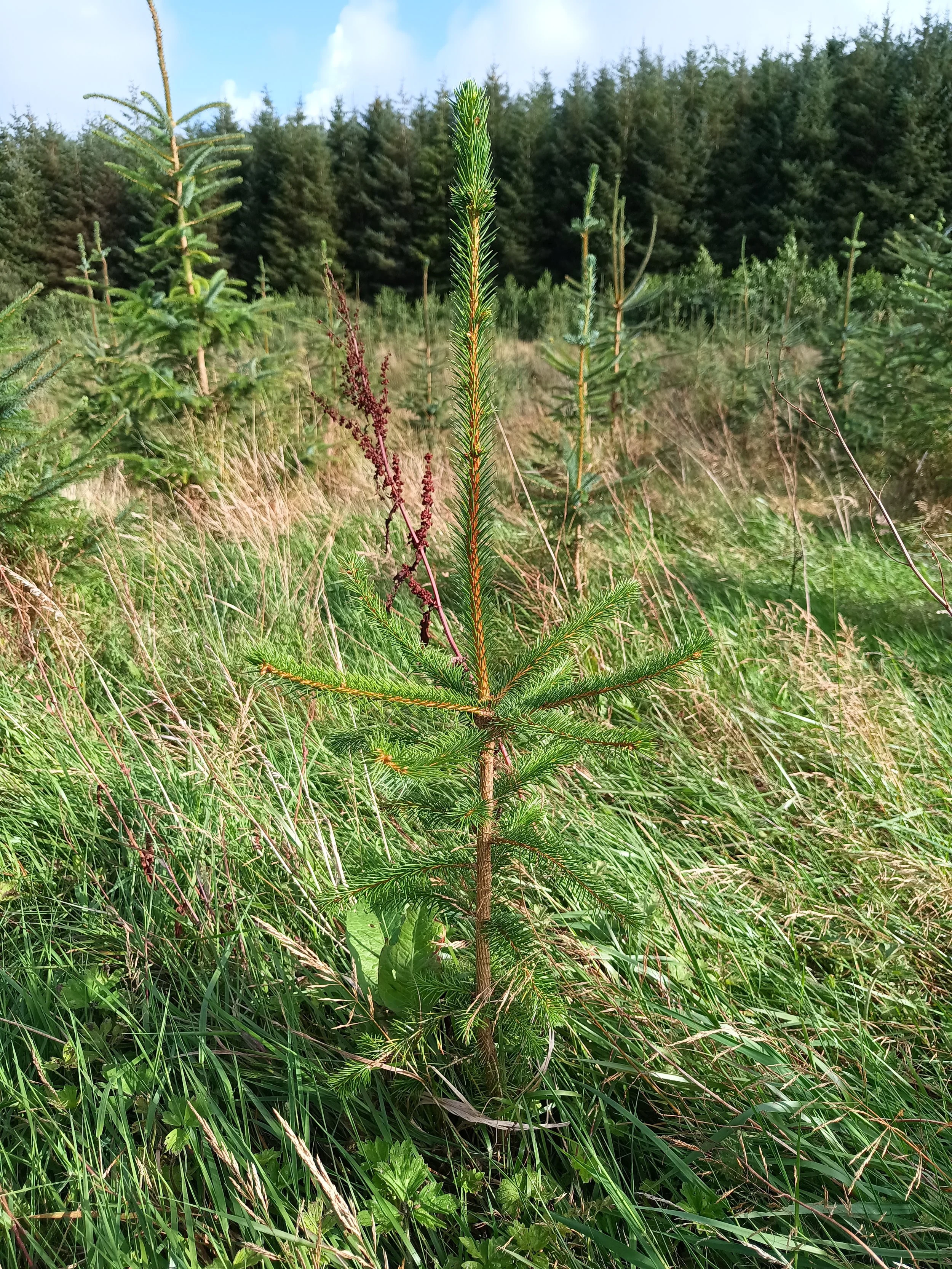 Ireland’s relationship with Sitka Spruce — Cloudforests