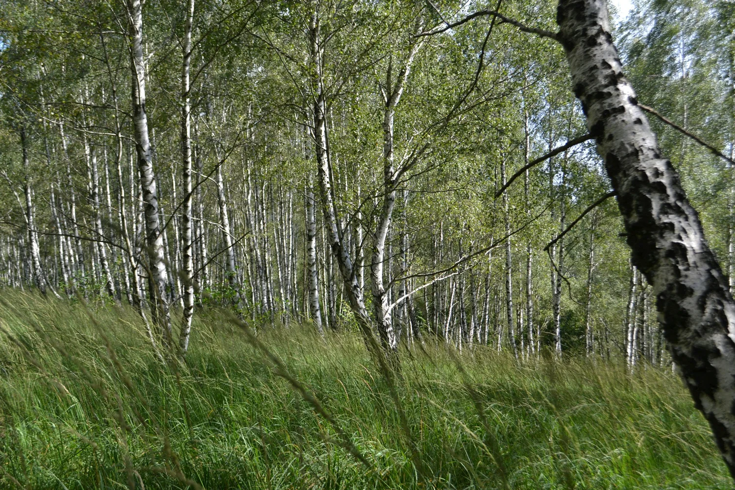 The Science Behind Birch’s Bark — Cloudforests