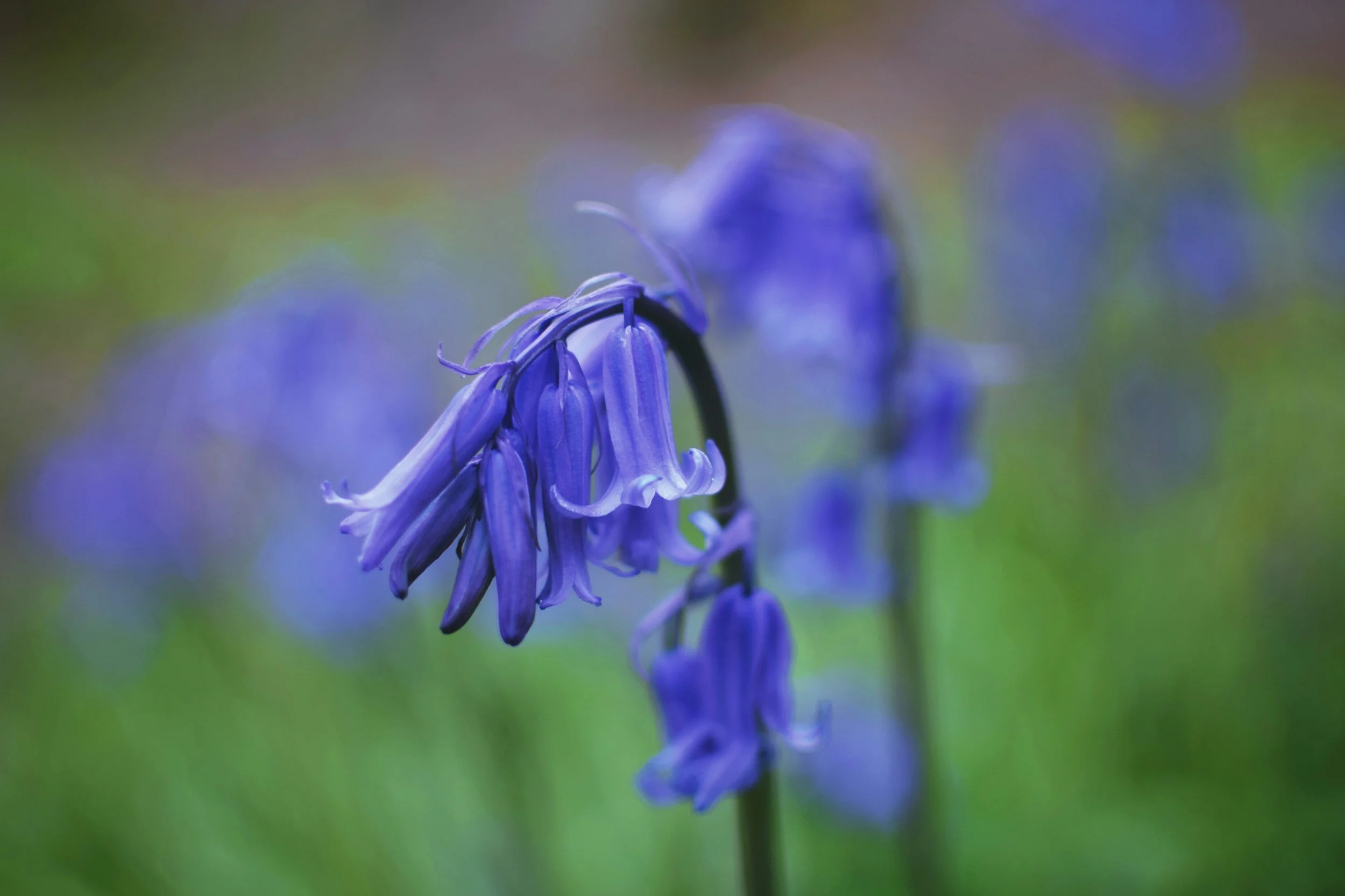 Bluebells — Cloudforests