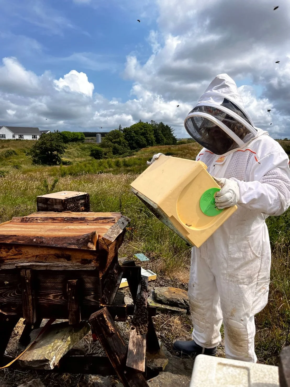 Hergen Bayer and Cloudforests One: Protecting Native Irish Honey Bees 🐝 ...