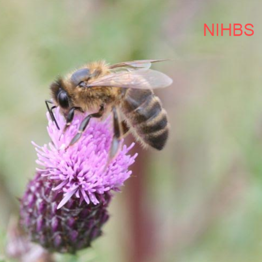 New law has been proposed to save the Native Irish Honey Bee — Cloudforests
