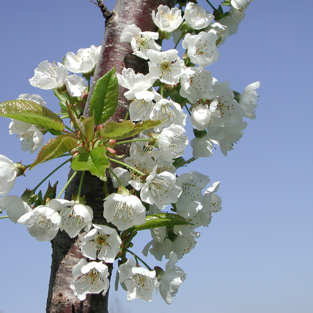 Wild Cherry Tree — Cloudforests