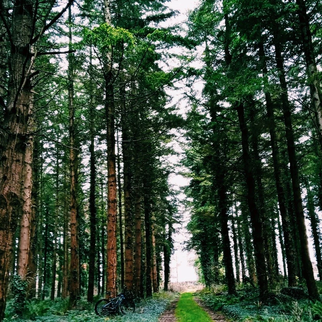 These Aren’t The Trees You’re Looking For - Sitka Spruce — Cloudforests