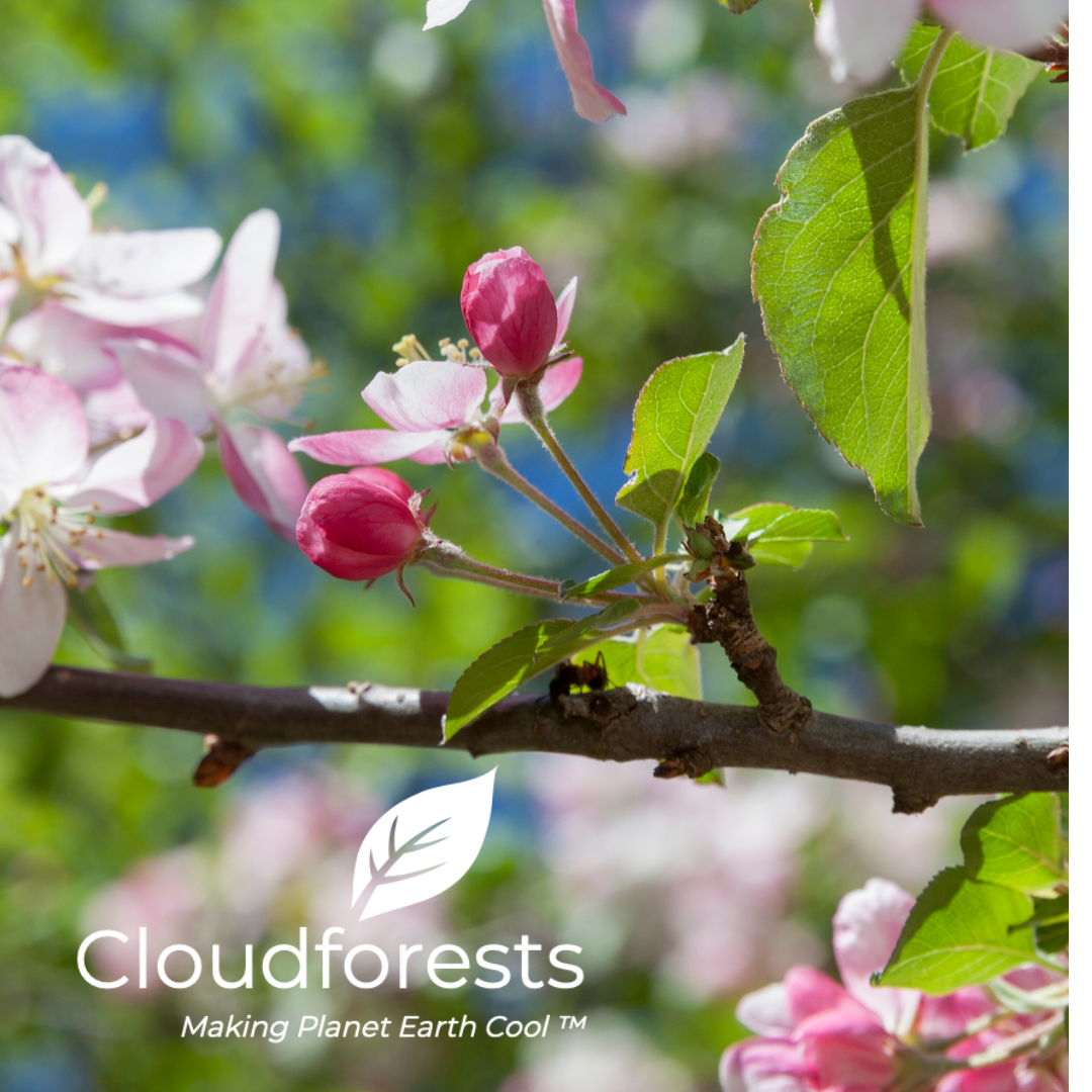 The Crab Apple Tree — Cloudforests
