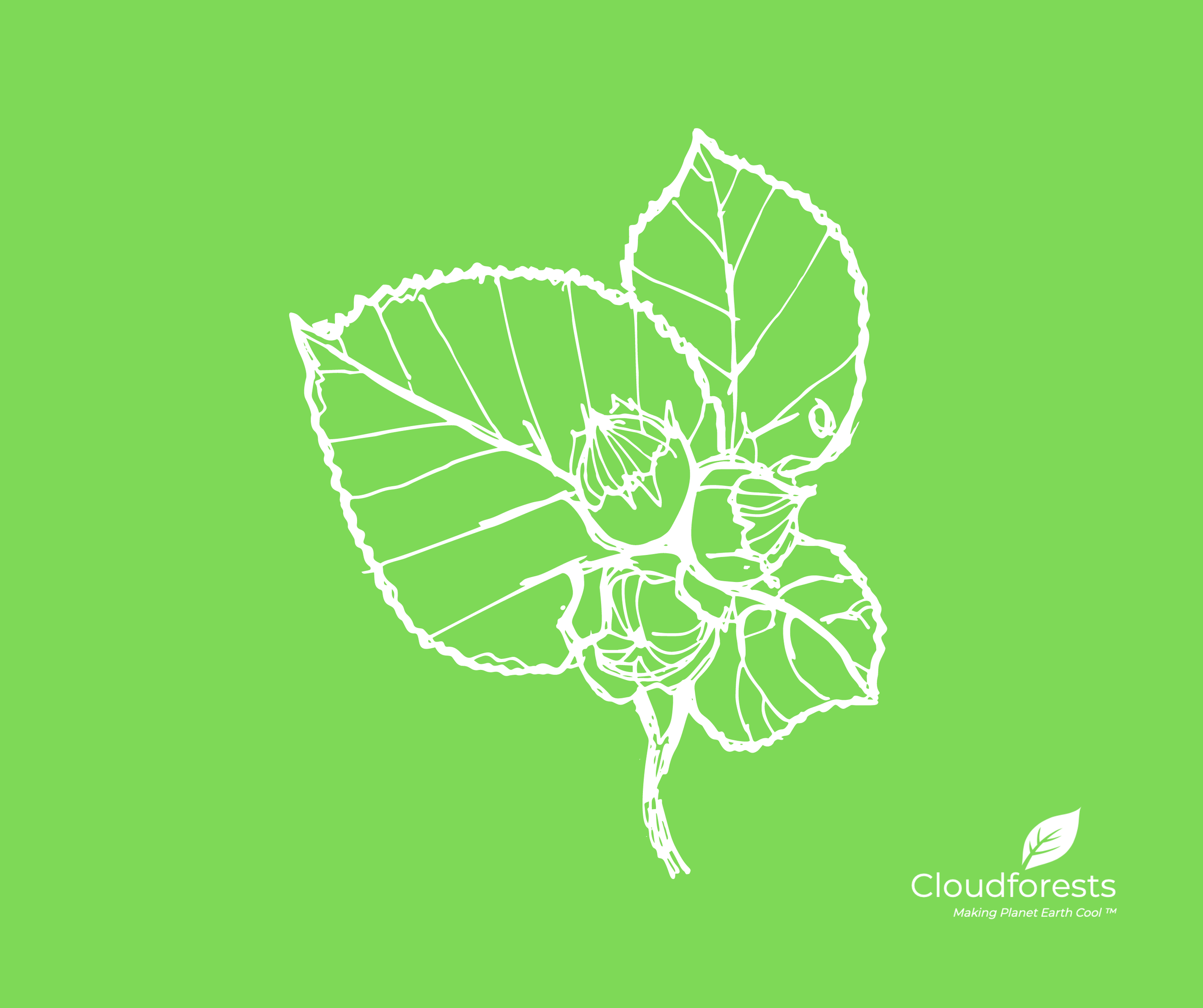 The Hazel Tree — Cloudforests