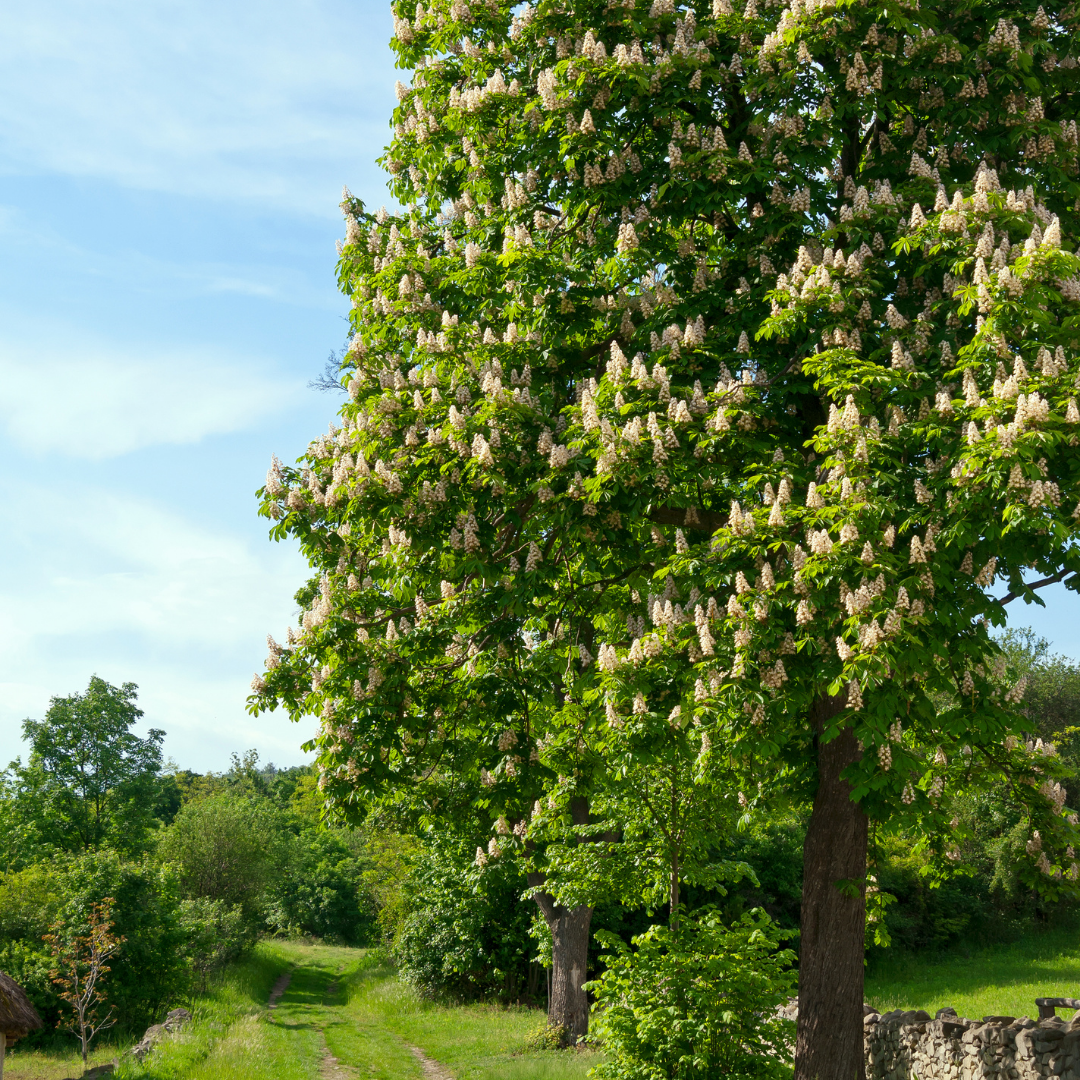 Horse Chestnut Tree