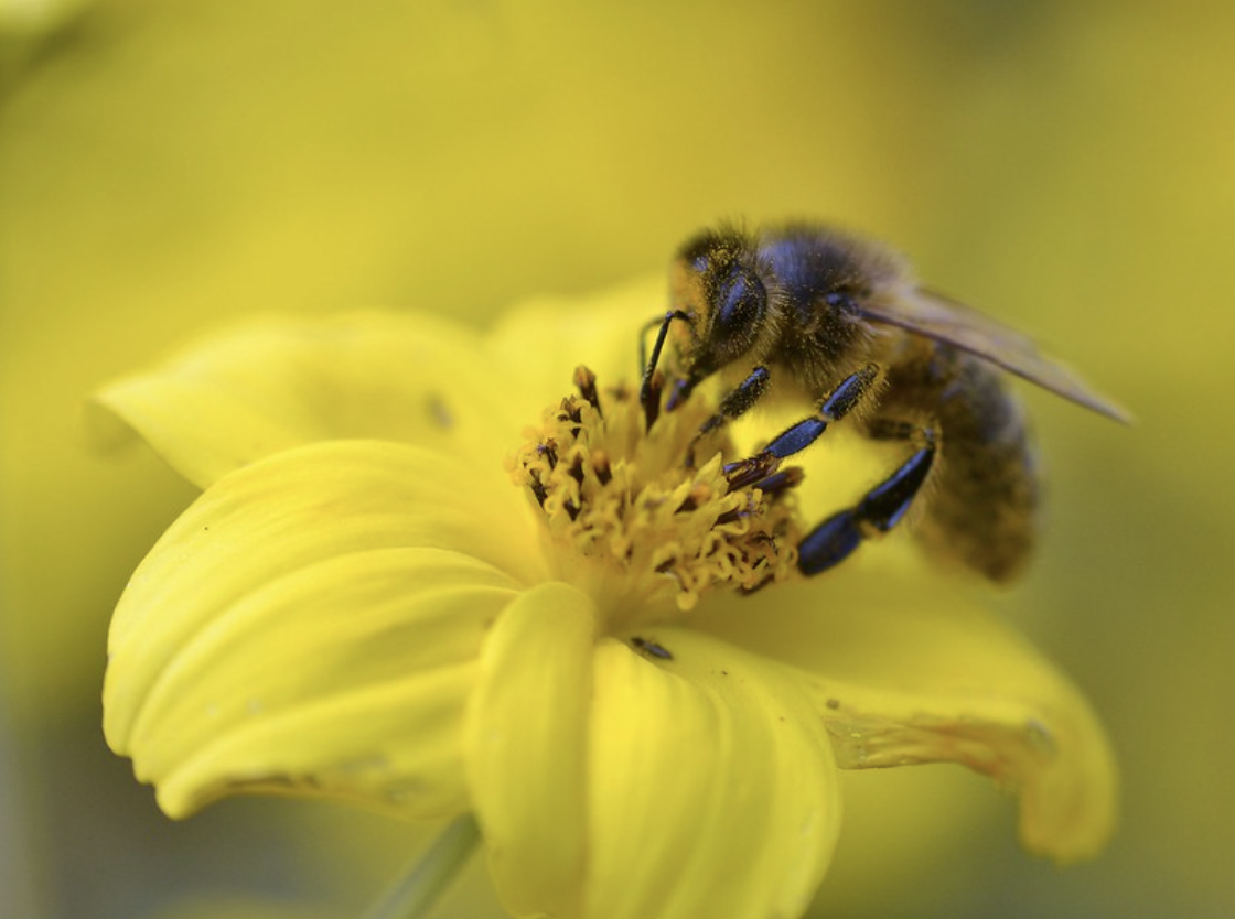 Our first two native Irish honey bee hives have arrived at Cloudforest ...