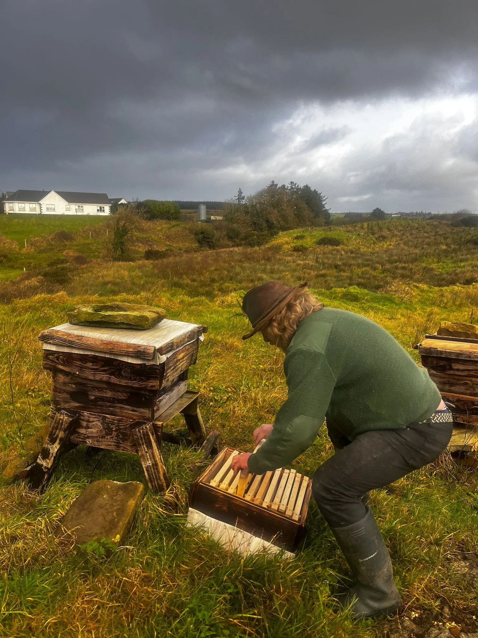 How Native Irish Honey Bees Make Honey & How Beekeepers Extract It ...