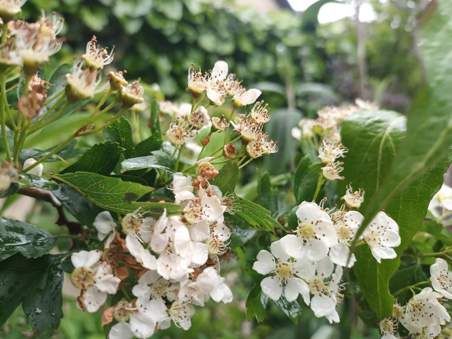 Hawthorn — Cloudforests