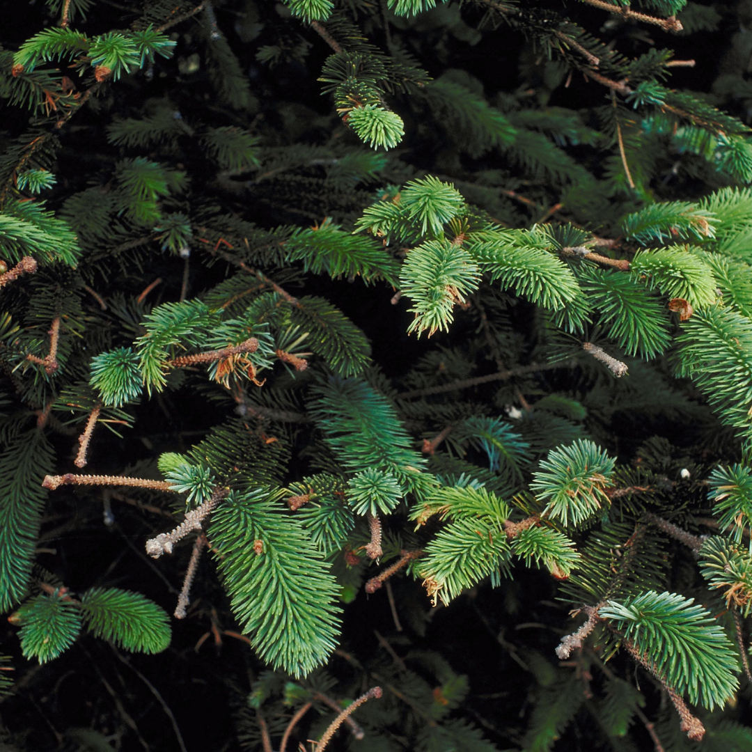 These Aren’t The Trees You’re Looking For - Sitka Spruce — Cloudforests