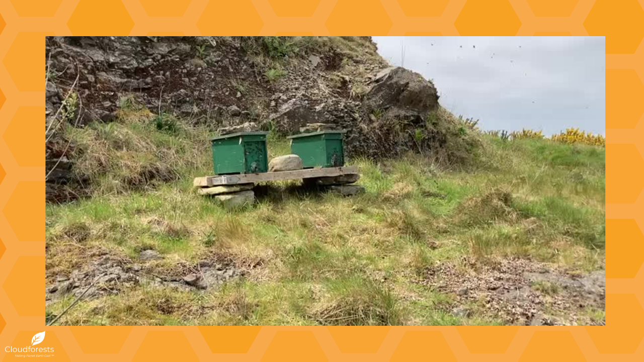 Our first two native Irish honey bee hives have arrived at Cloudforest One — Cloudforests
