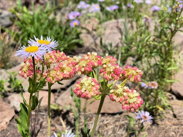 Colorado Wildflowers: Best Hikes to See These Blooms — Colorado Hikes ...