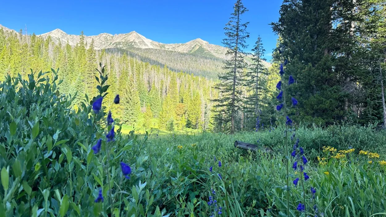 Colorado Wildflowers: Best Hikes to See These Blooms — Colorado Hikes ...