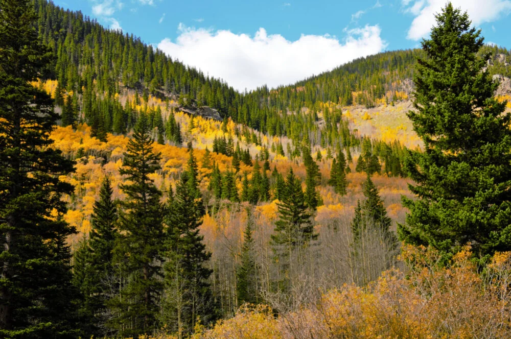 2024 Guide to See Colorado's Best Aspens Fall Colors — Colorado Hikes ...
