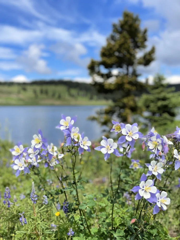 Colorado Wildflowers: Best Hikes to See These Blooms — Colorado Hikes ...