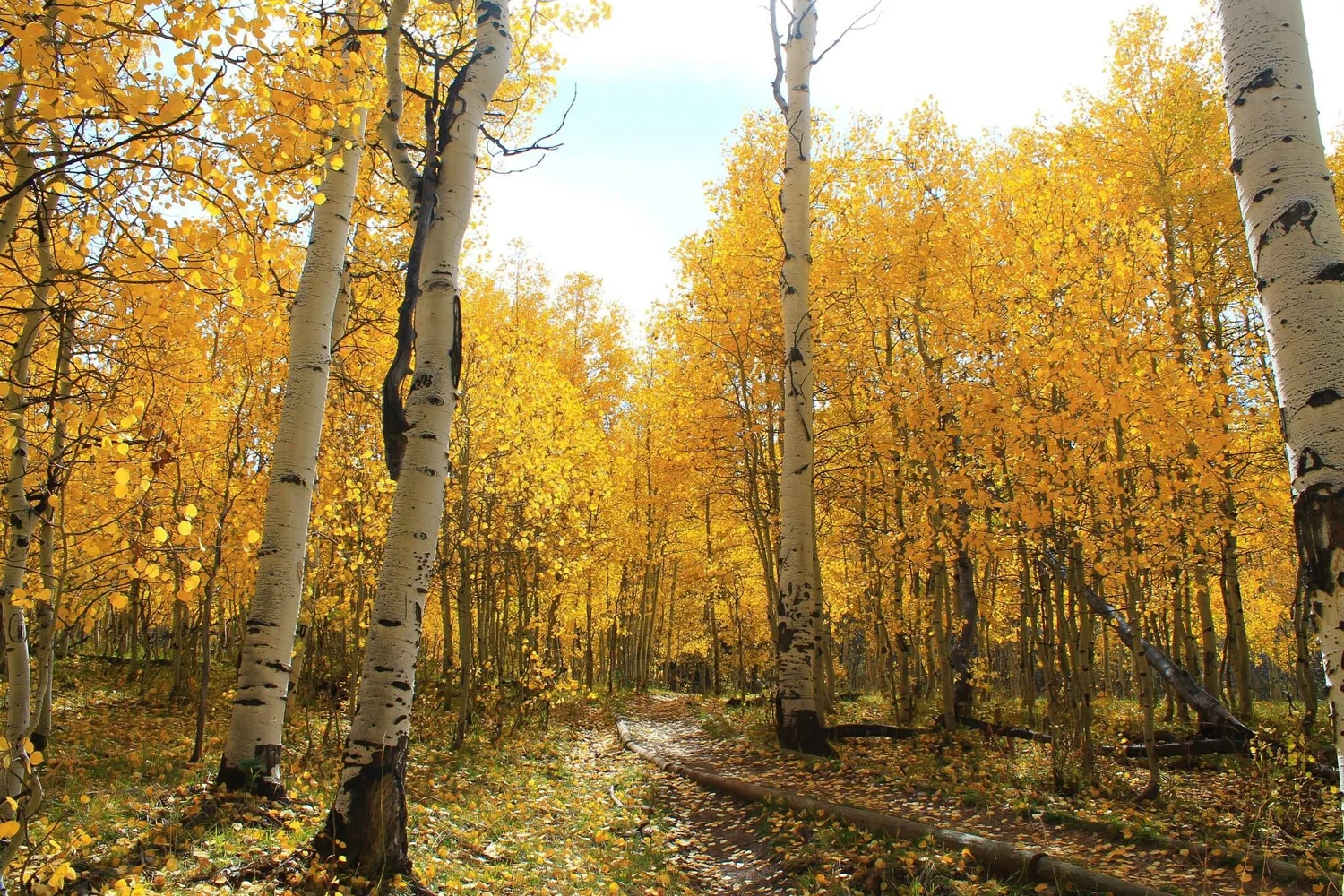 2025 Guide to See Colorado's Best Aspens Fall Colors — Colorado Hikes ...