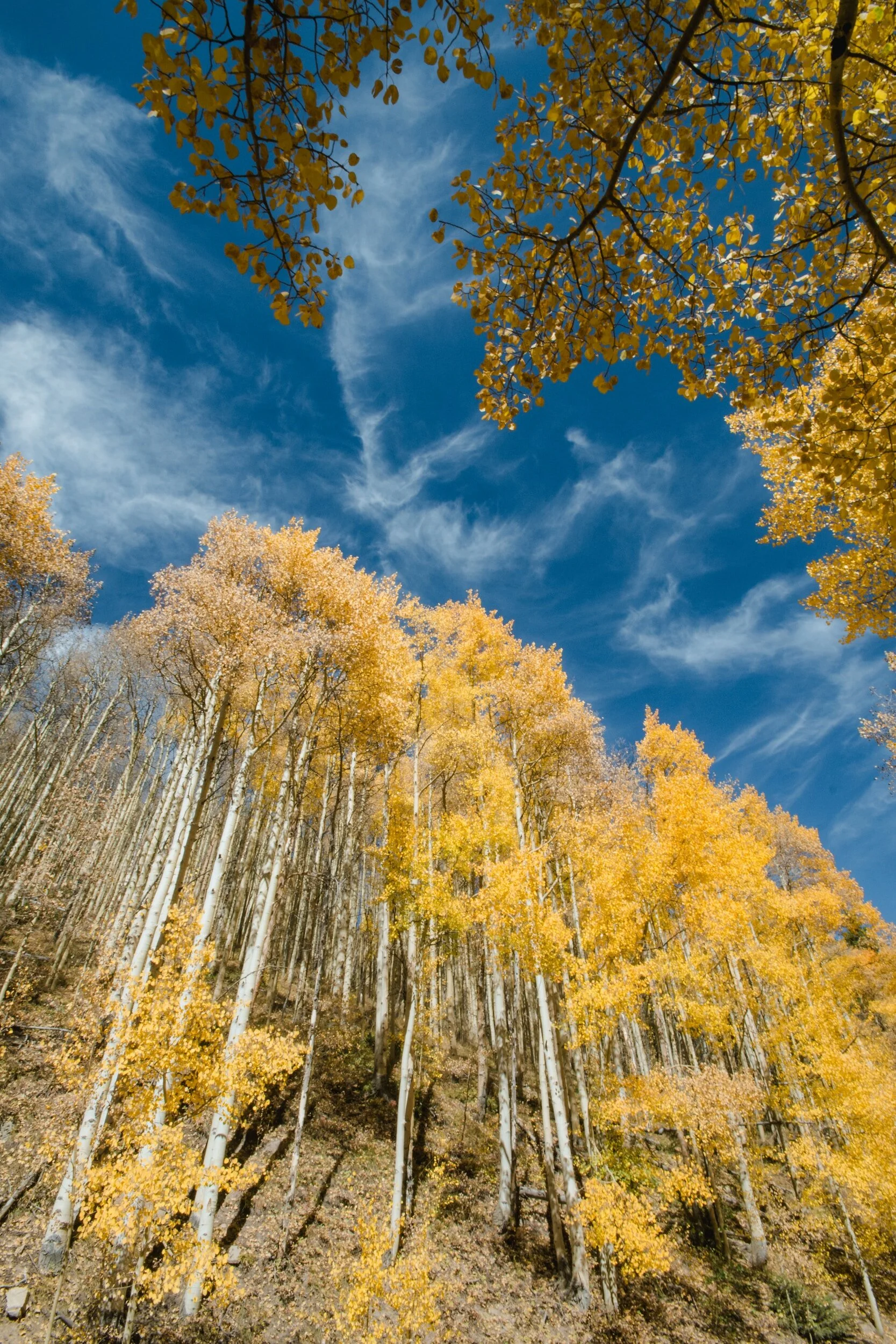 2024 Guide to See Colorado's Best Aspens Fall Colors — Colorado Hikes ...