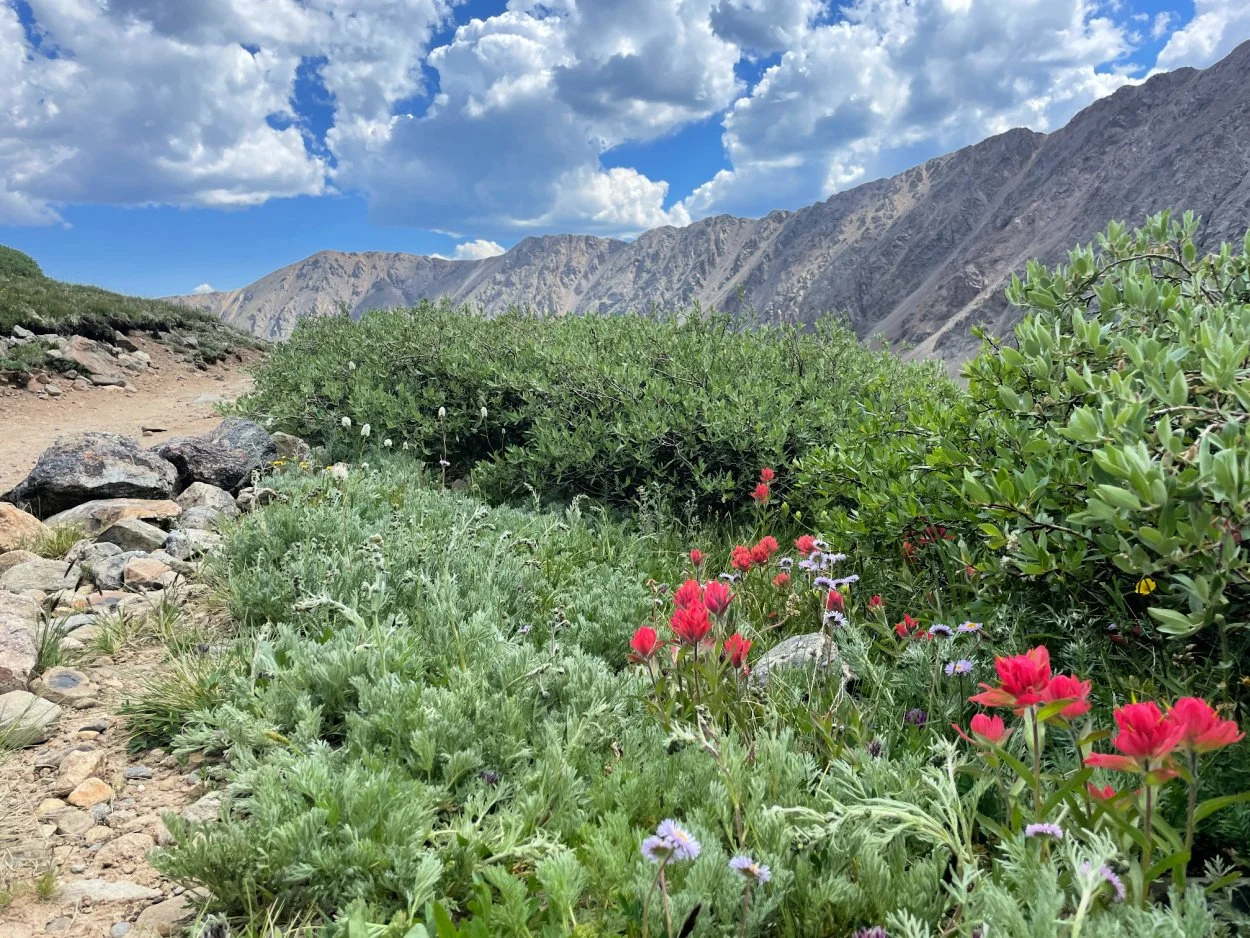 Colorado Wildflowers: Best Hikes to See These Blooms — Colorado Hikes ...