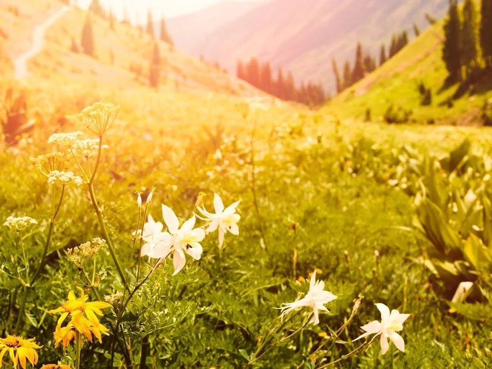 Crested Butte Hikes with Stunning Views: 14 Best Trails to Explore in ...
