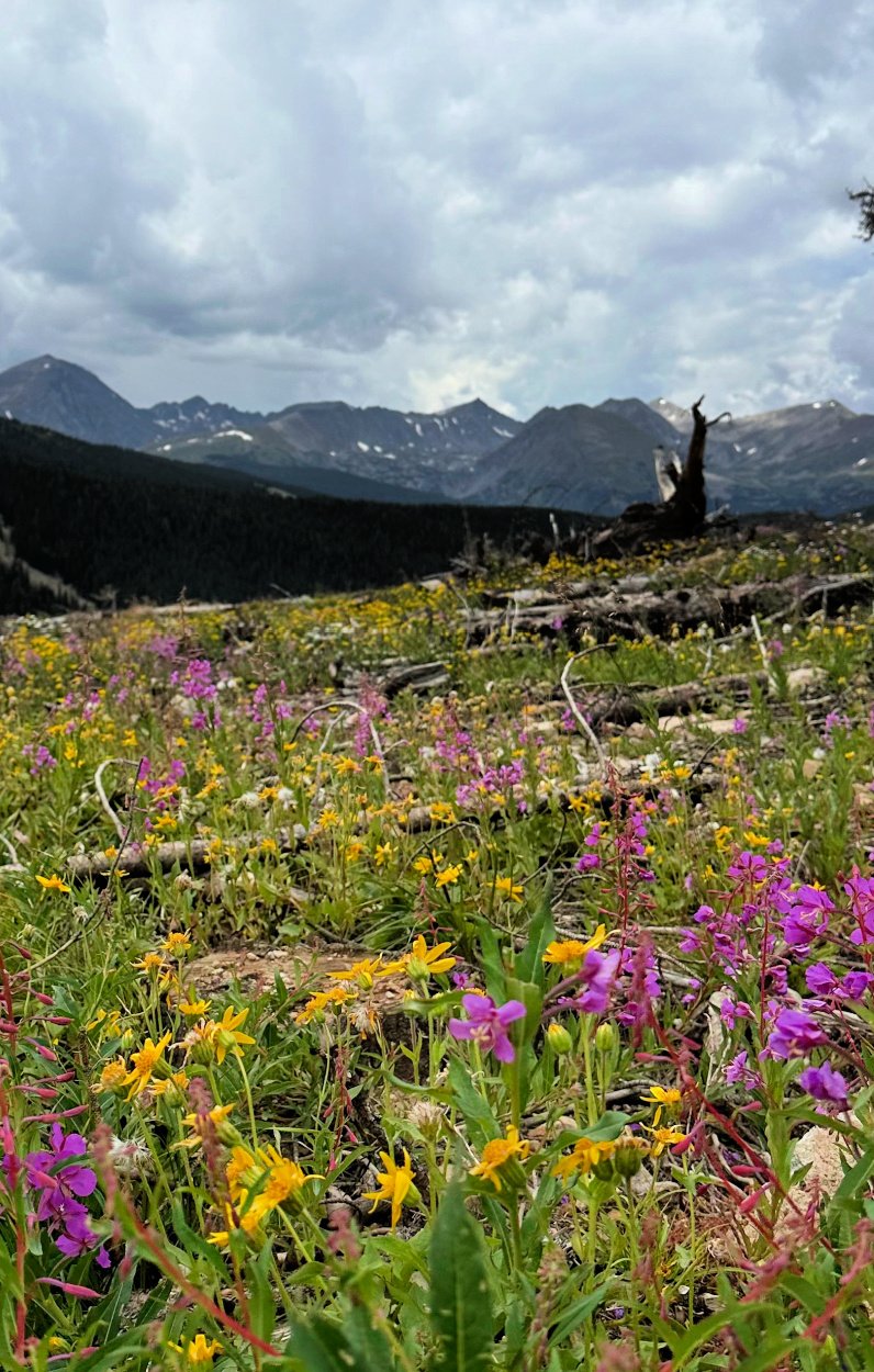 Colorado Wildflowers: Best Hikes to See These Blooms — Colorado Hikes ...