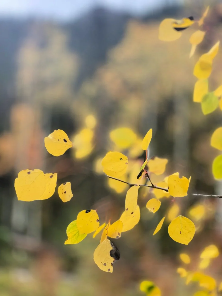 2024 Guide to See Colorado's Best Aspens Fall Colors — Colorado Hikes ...
