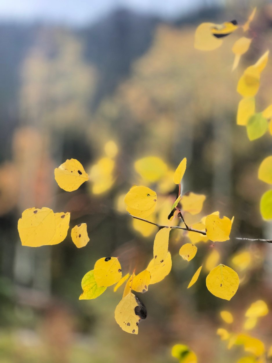 2024 Guide to See Colorado's Best Aspens Fall Colors — Colorado Hikes ...