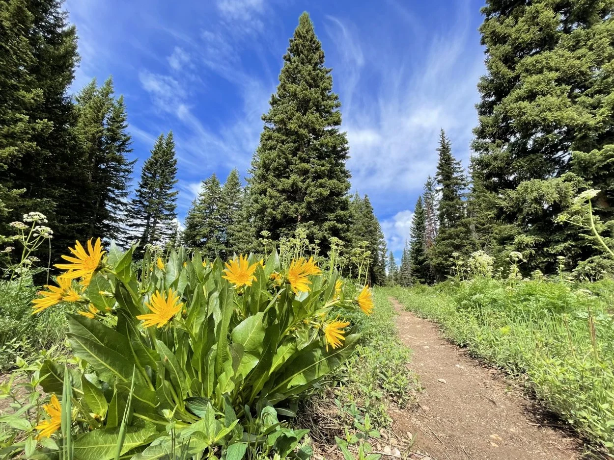 Colorado Wildflowers: Best Hikes to See These Blooms — Colorado Hikes ...