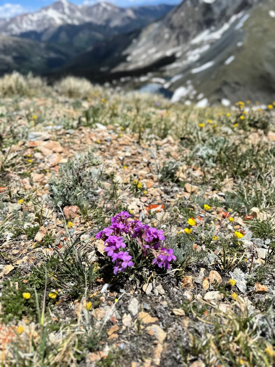 Colorado Wildflowers: Best Hikes to See These Blooms — Colorado Hikes ...