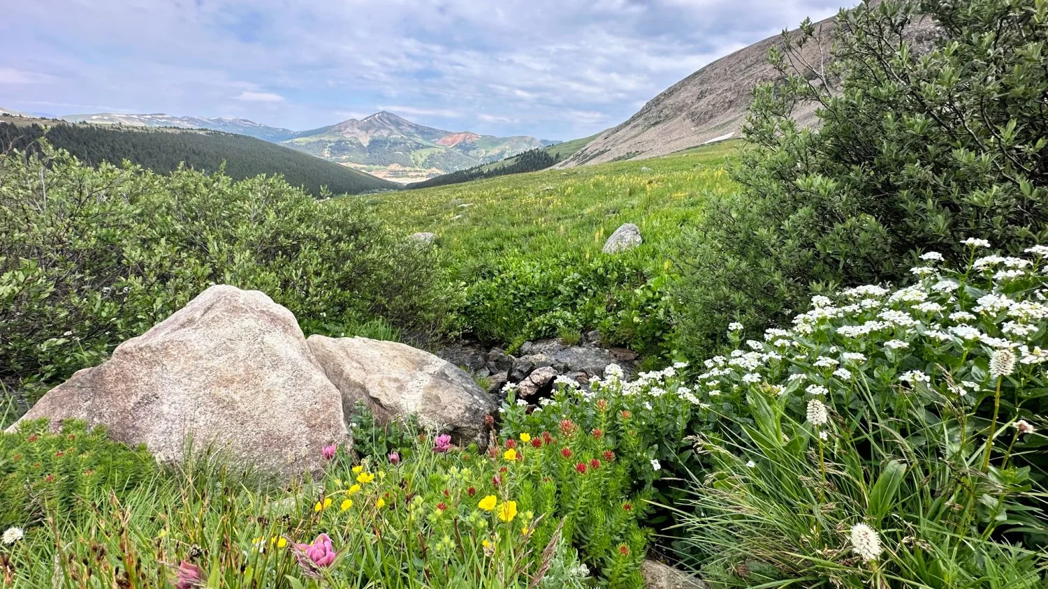 Colorado Wildflowers: Best Hikes to See These Blooms — Colorado Hikes ...