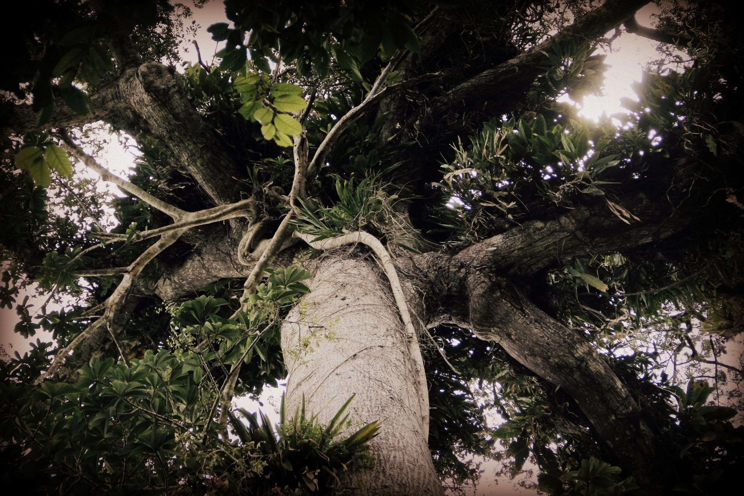 Tree Medicine — How Amazonian Trees Work With Ayahuasca and Plant ...