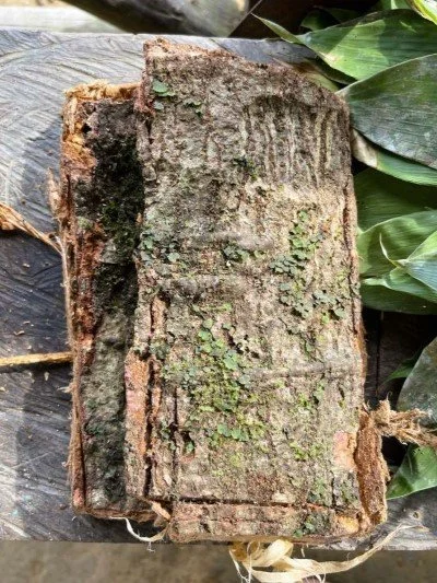Plant Dieta Immersion + Ayahuasca Retreat — Casa Del Maestro Ayahuasca ...