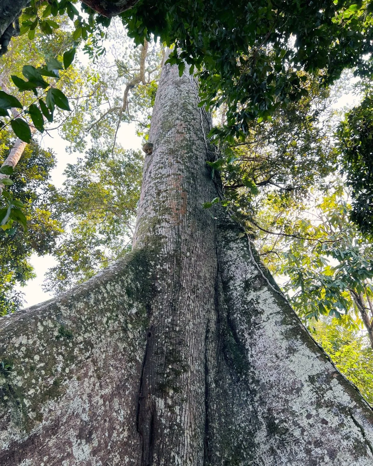 How to Integrate Your Ayahuasca Experience — Casa Del Maestro Ayahuasca ...
