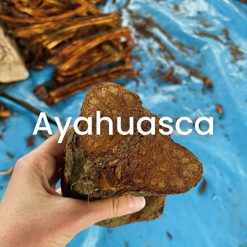 Sanango Medicine — Casa Del Maestro Ayahuasca Plant Medicine Center