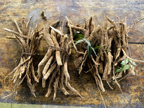 Sanango Medicine — Casa Del Maestro Ayahuasca Plant Medicine Center