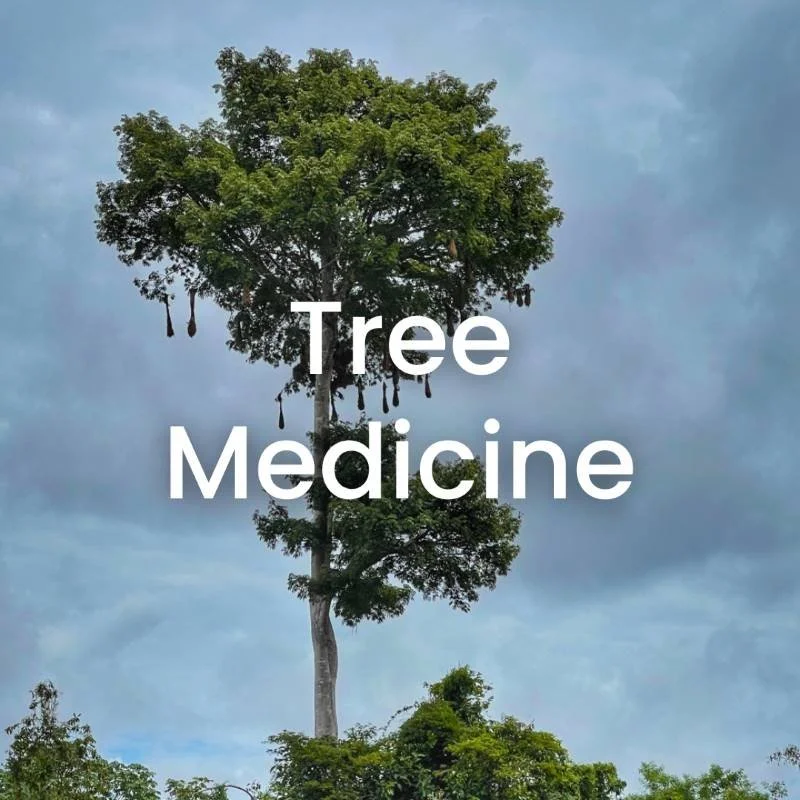 Sanango Medicine — Casa Del Maestro Ayahuasca Plant Medicine Center