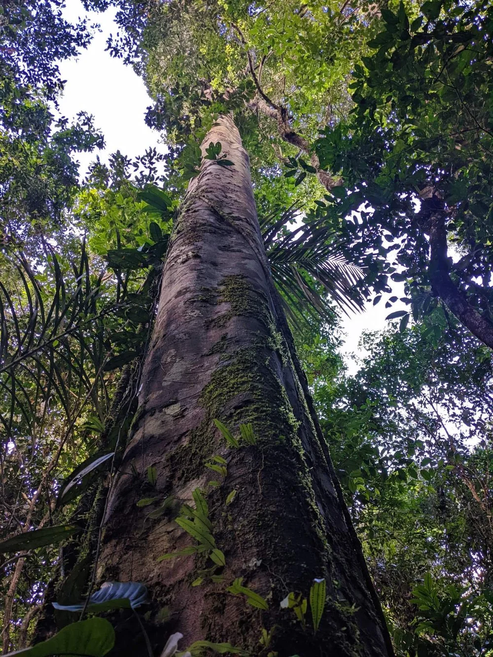 Tree Medicine: How Amazonian Trees Work With Ayahuasca & Plant Medicine ...